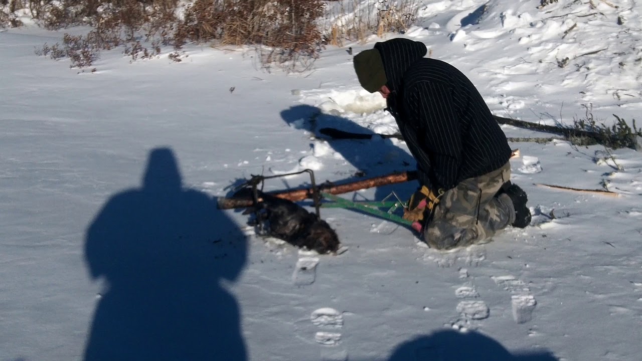 checking beavers traps - YouTube