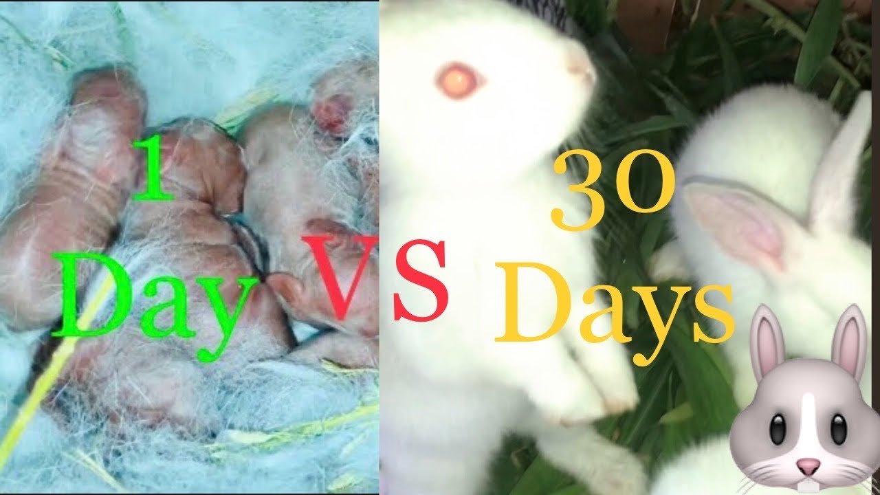 Cutest Baby Bunnies || Rabbit Kits || Newborn to 30 Days #timelapse # ...