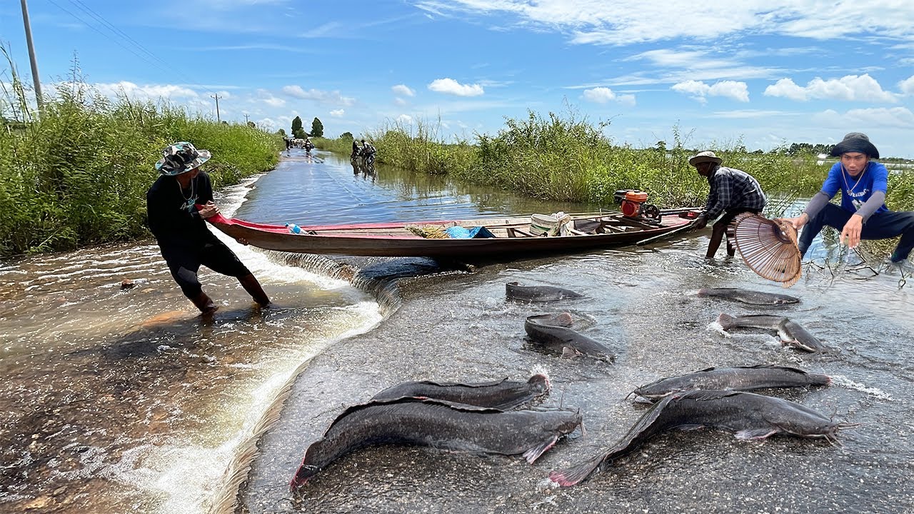 amazing fishing a fisherman skill big catch fish coming out a lots on ...