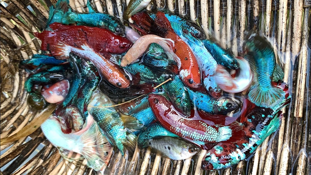 Nice! Village By Fishing By Hand With Fisherman | Traditional Betta ...