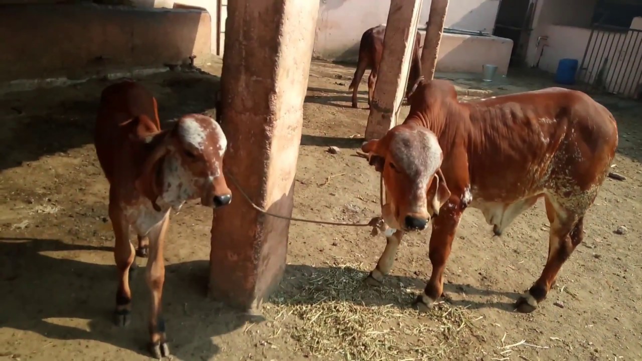 6 MONTH OLD GIR MALE CALF ENJOY AT GUASHALA - YouTube