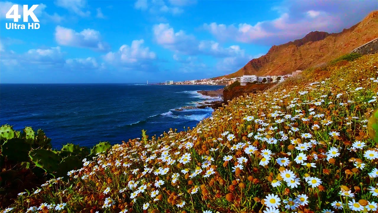 Ocean Flowers Coast Shore Wind Daisies Sea | Stock Footage | - YouTube