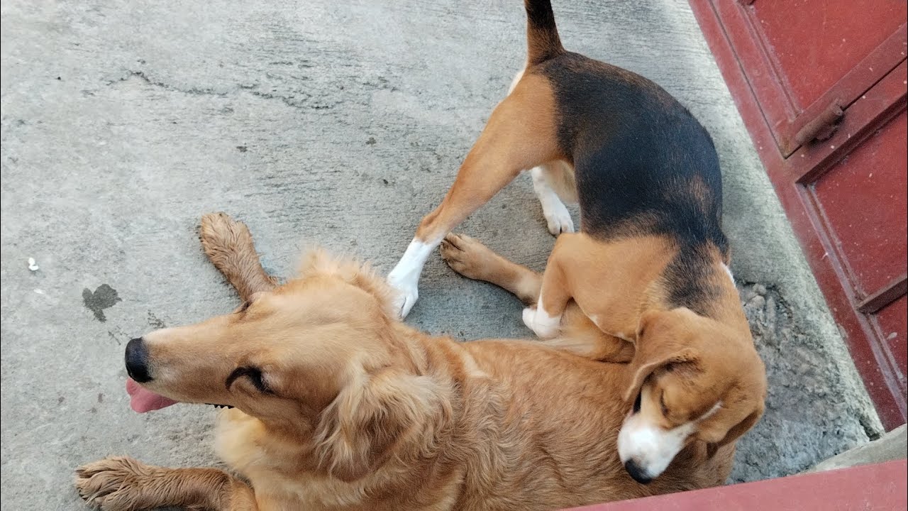 SMALL DOG TRIES TO MATE WITH BIG DOG - YouTube