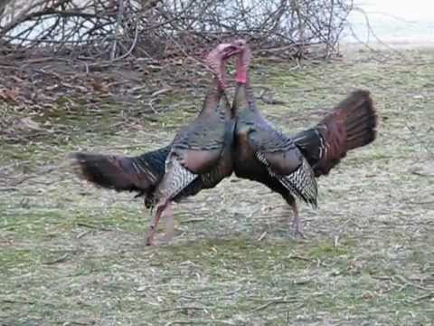 wild fighting turkeys - YouTube