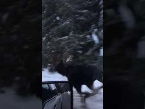 Huge Bull Moose Running Beside Car in Montana - YouTube