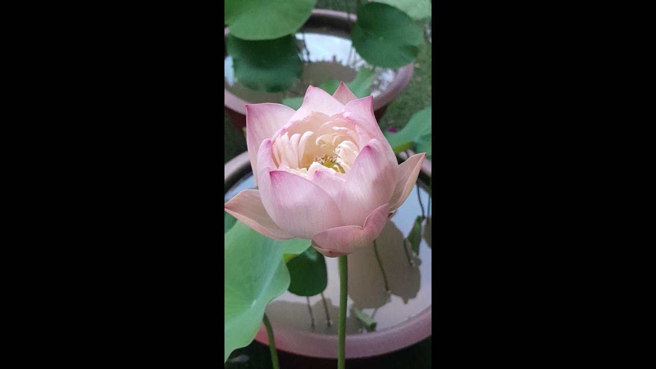 Sen Charm có vẻ đẹp khó cưỡng mang một màu trà sữa pha chút hồng khá ...