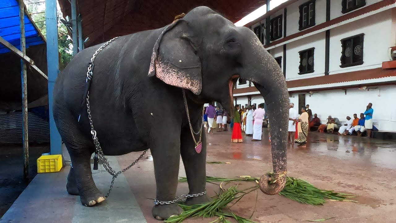 Kerala Elephant Devi at Guruvayoor Temple - YouTube