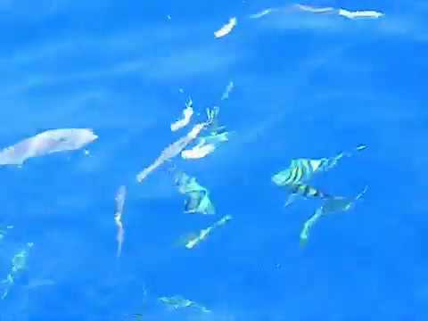 Beautiful andaman sea fish - YouTube