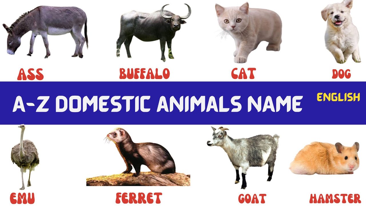 Domestic Animals / Alphabet Animal A-Z / a-z pet animals ...