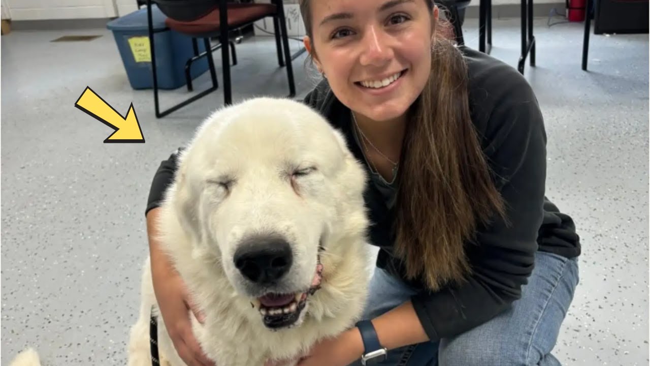 10-Year-Old Dog Pretends To Be 'Feeble' In Order To Get Adopted - YouTube