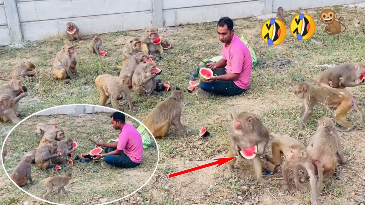 Monkeys Very Very Funny Watermelon Party 🍉🍉🐒| Feeding Monkeys - YouTube