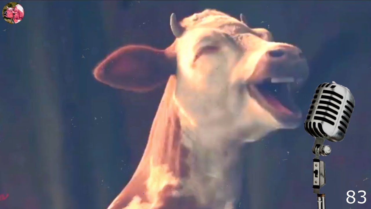 FUNNY COW DANCE 83 WITH FUNNY COW SONG | COW NEW MOOING VIDEOS | COWS ...
