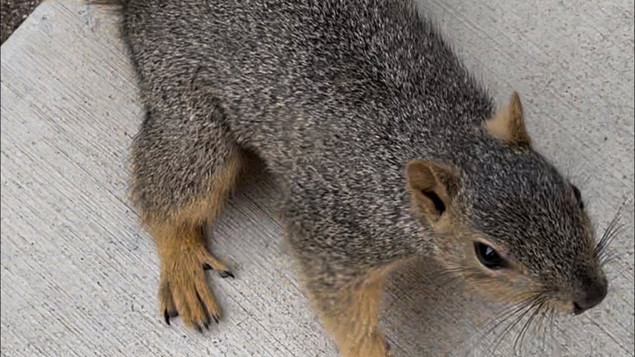 Neighborhood Squirrels Searching for Nuts!🌰🌰🌰🐿️ - YouTube