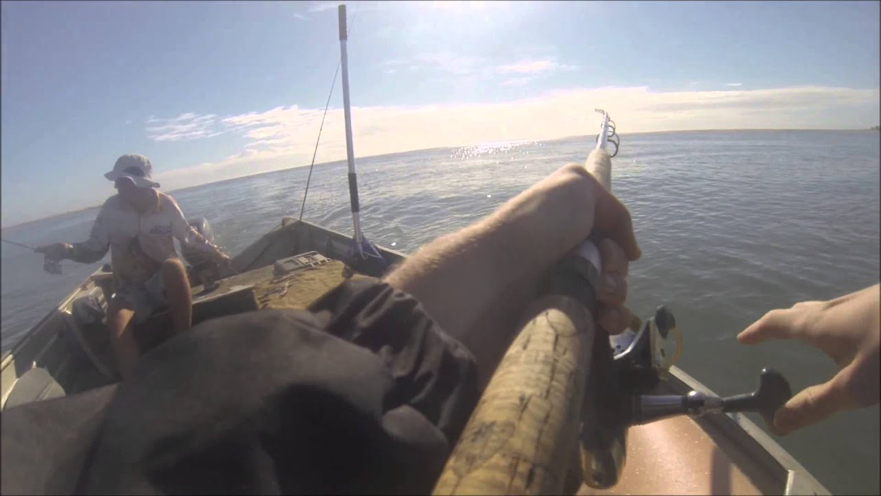 Kolan River - Flathead Fishing - YouTube