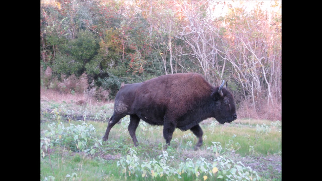 Marsh Bison - YouTube