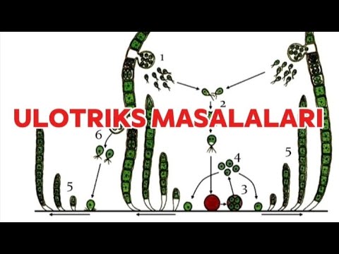 ulotriks masalalari - YouTube