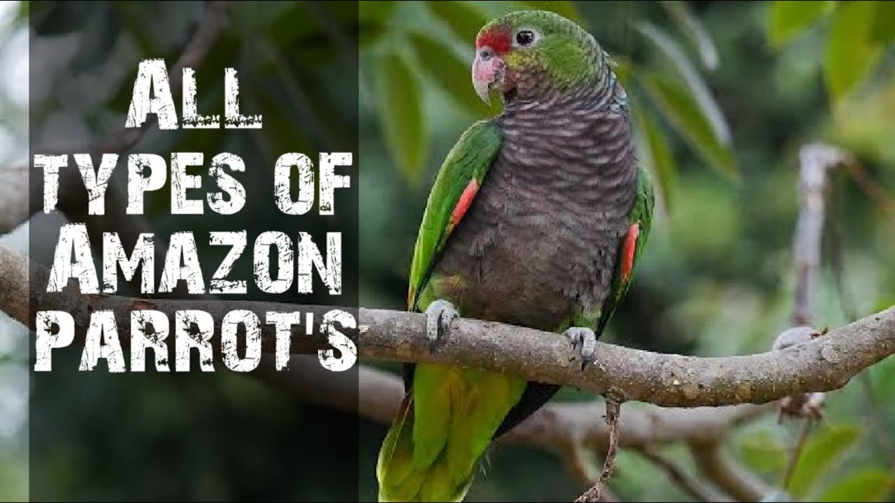 All types of Amazon parrot's - YouTube