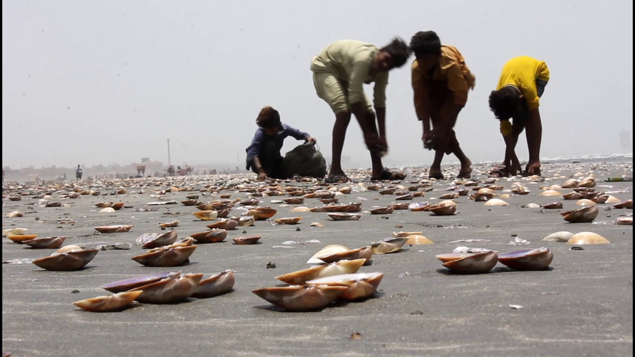 Pakistani Young boys collect oyster shells on Sea View Beach in Karachi ...