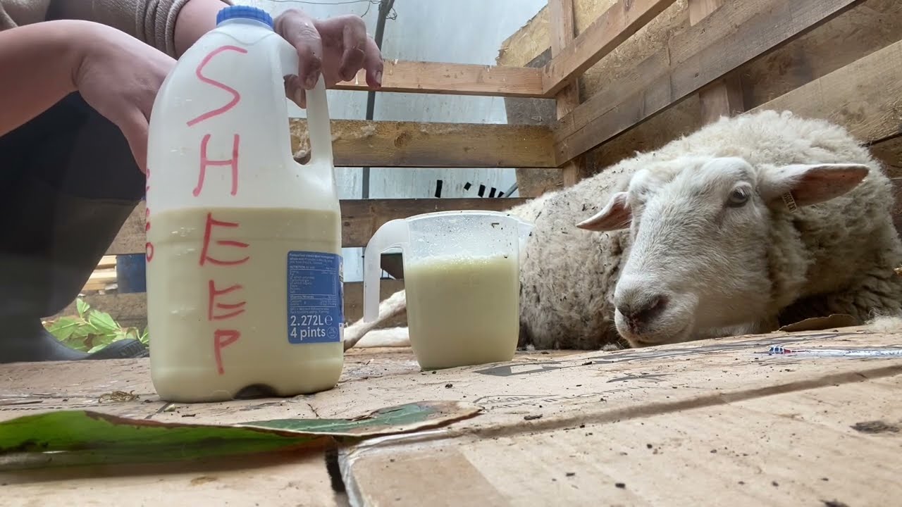 Milking Sheep | Big Udder | (Emilyn World) - YouTube