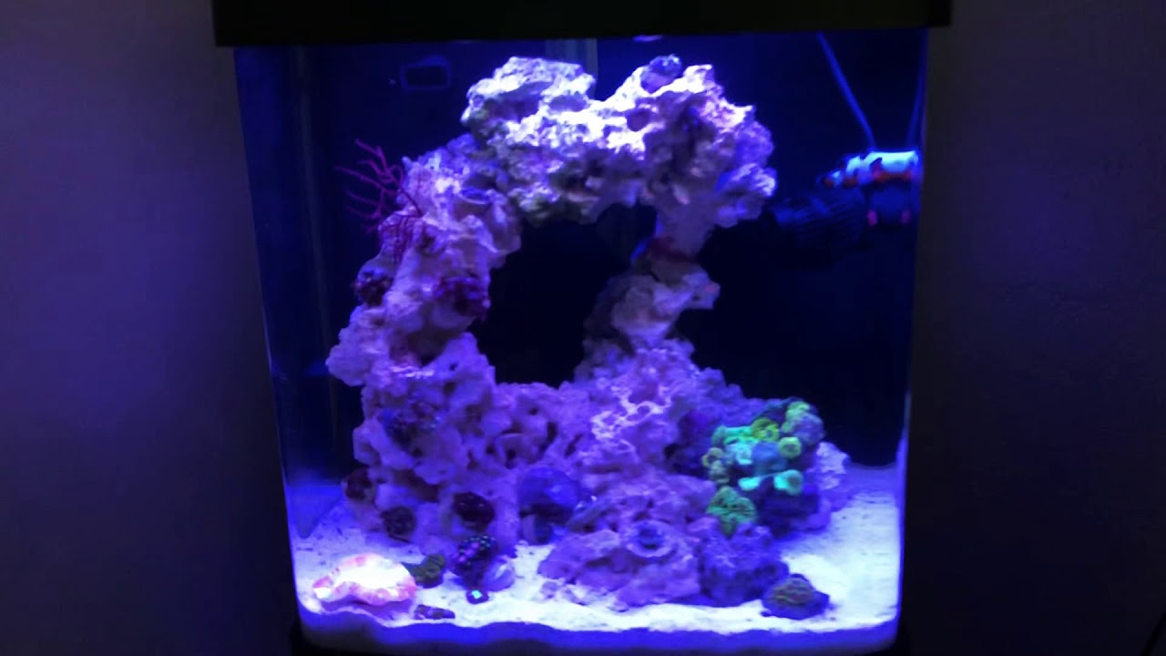 16 Gallon LED Biocube - YouTube