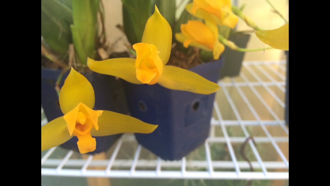 Lycaste Orchid care: Easy Steps on how to grow Lycaste Orchids - YouTube