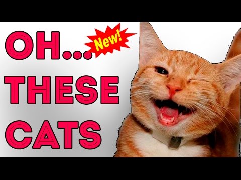 Ohh! These Funny Cats : ) comedy videos - cute cats playing, jumping ...