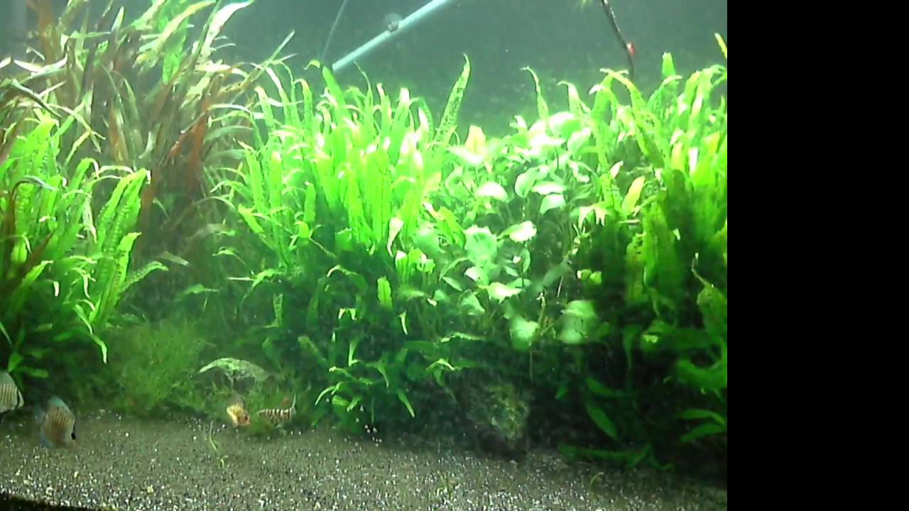 Fish Tank Live Stream - YouTube