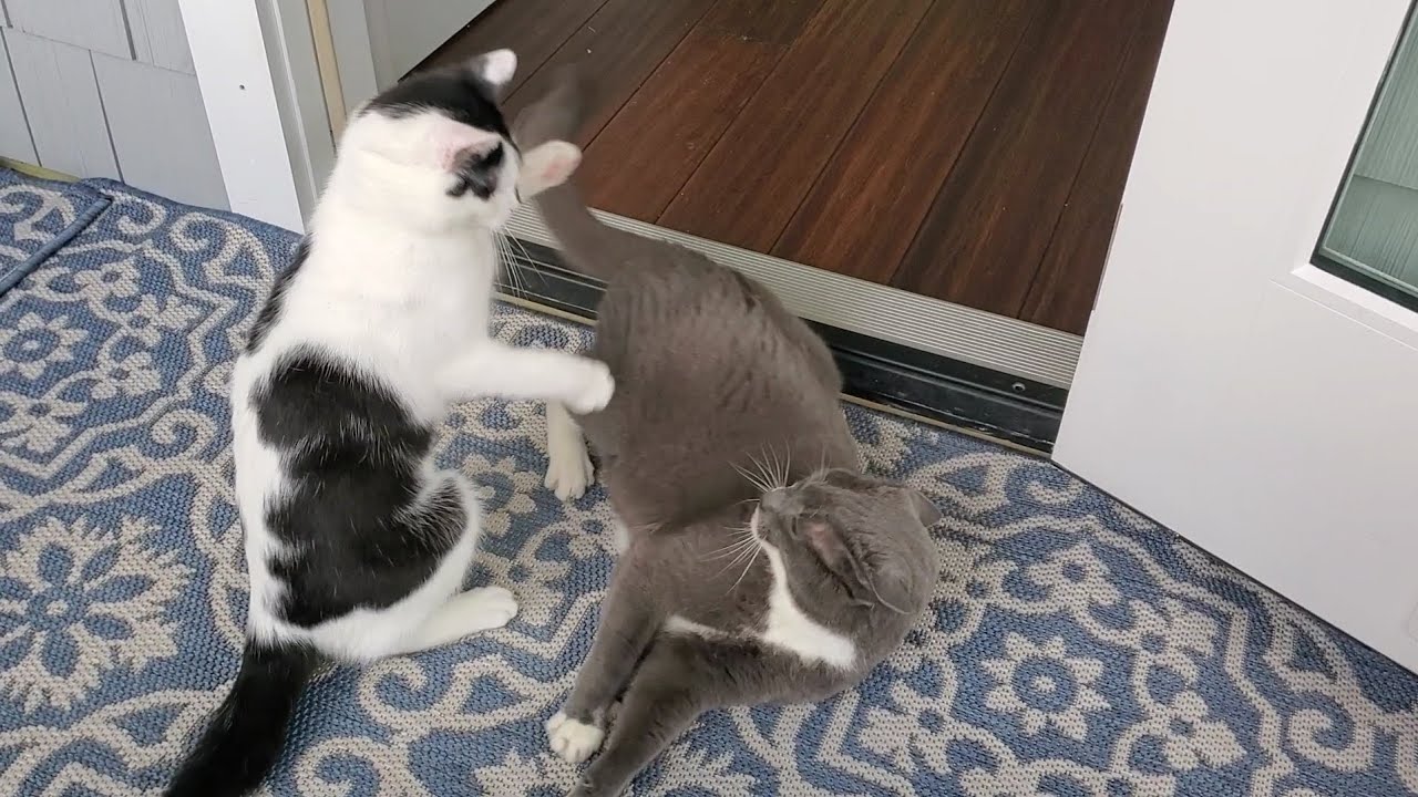 Big Cat Fighting Kitten (Part 4): Daisy and Moo - YouTube