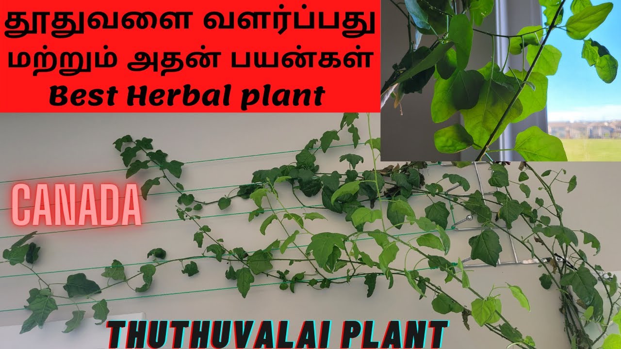 Thuthuvalai Plant |தூதுவளை செடி வளர்ப்பது & பயன்கள் | Best Herbal plant ...