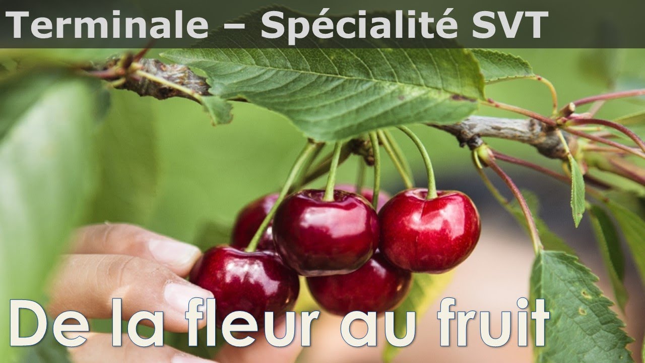 De la fleur au fruit - SVT - Terminale - YouTube
