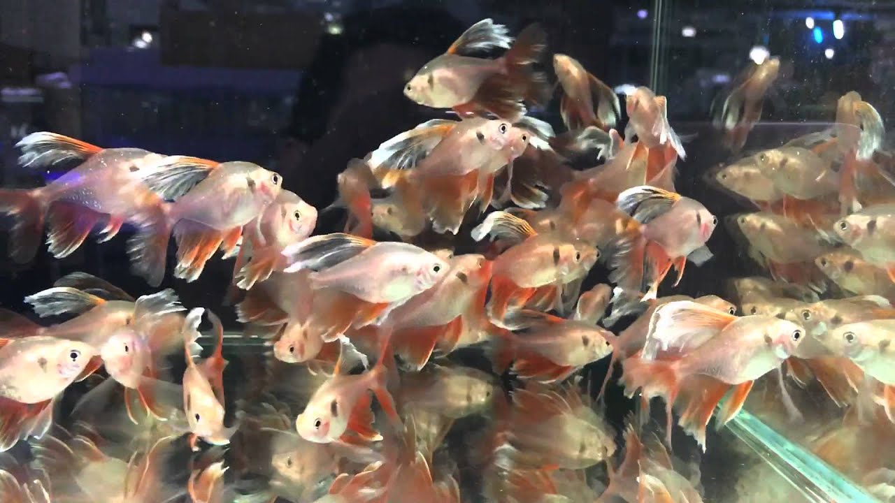 Siam ruby fish - YouTube