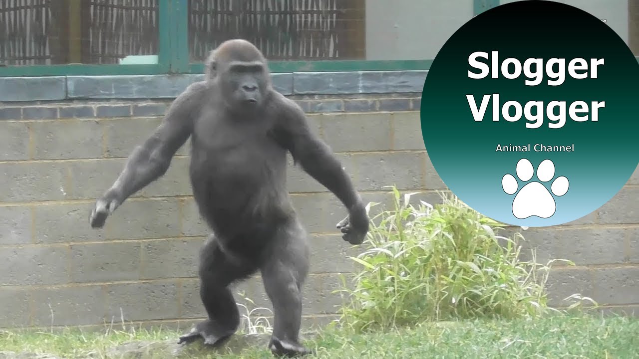 Lope The Gorilla Youngster Has The Most Amazing Human Walk - YouTube