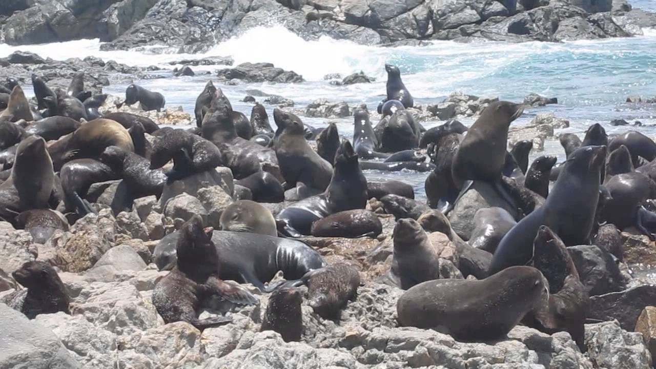 Reserva Natural Punta de Coles. Ilo, Peru - YouTube