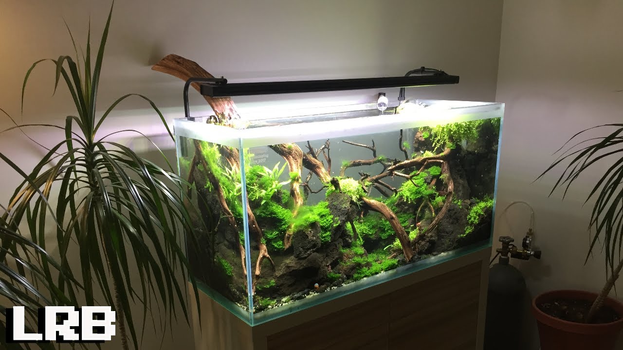 TOT 200th Tank Update That Hasn’t Had the Water Changed Since It’s Been ...