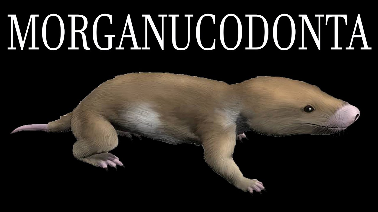 The evolutionary history of Morganucodonta - YouTube
