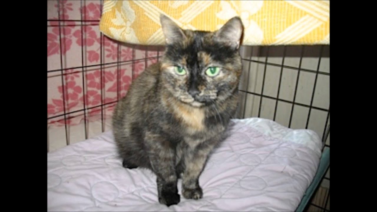 Start Over Rover Cats, October 28, 2013 - YouTube