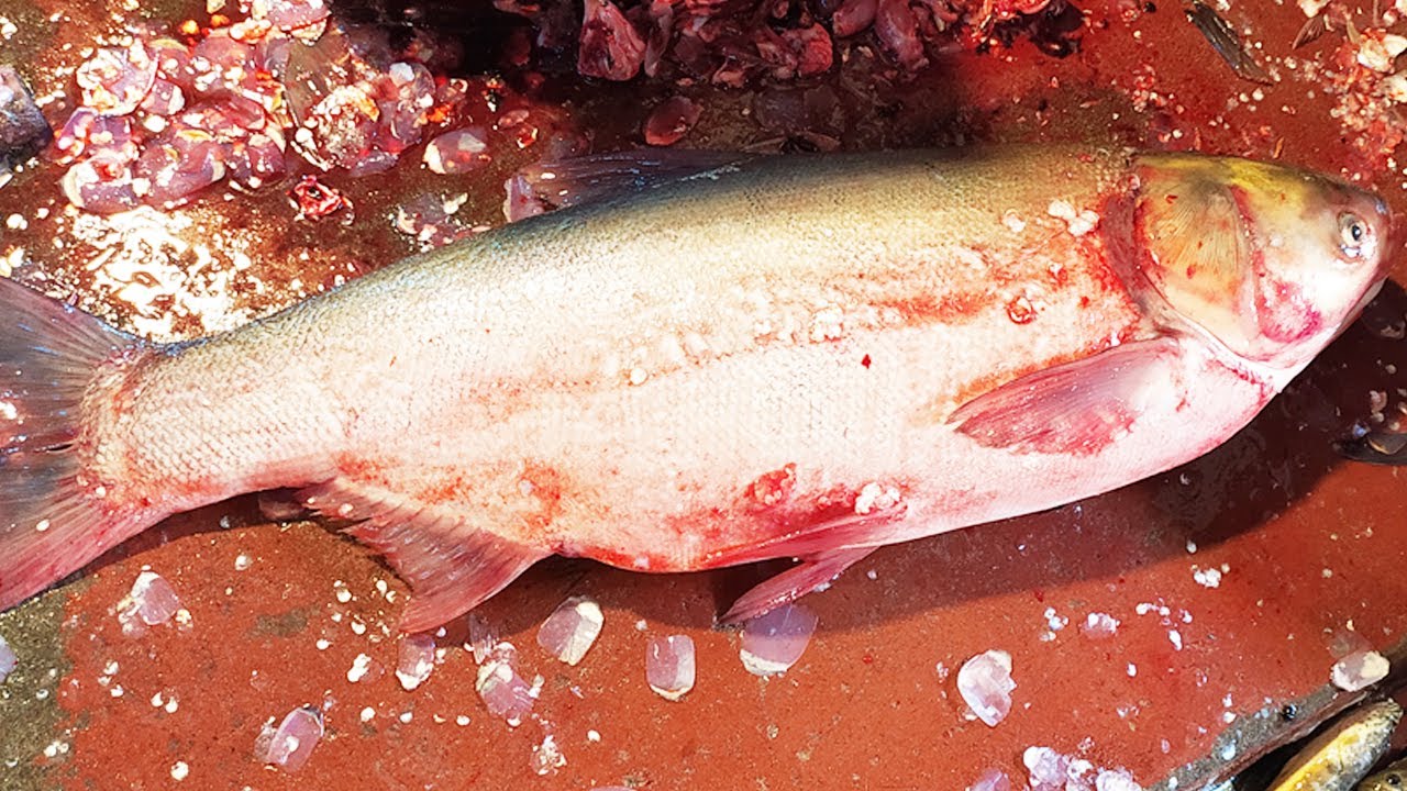 Amazing Big Silver Fish Cutting Skills Live in Fish Market 2020 Fastest ...