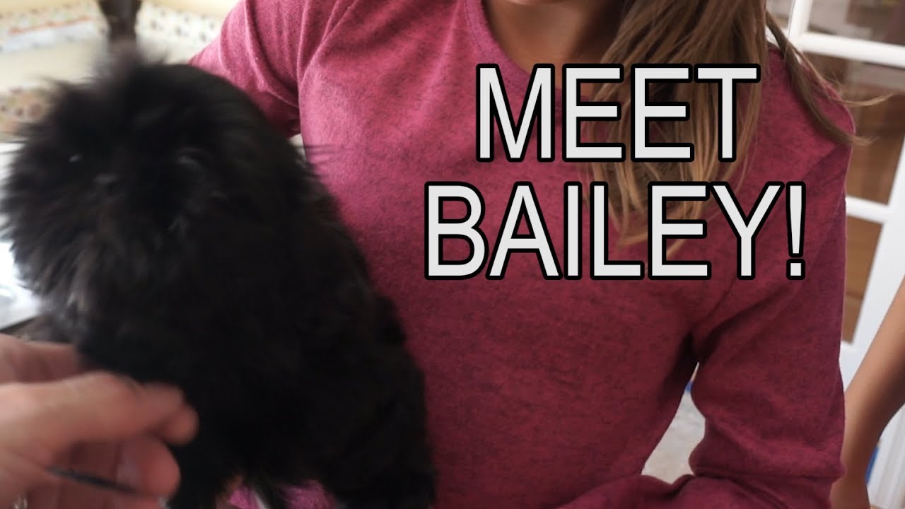 Fun with Bailey the Shitzu! - YouTube