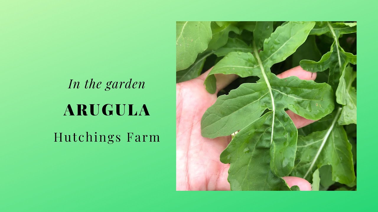 How to identify Arugula in my garden. - YouTube