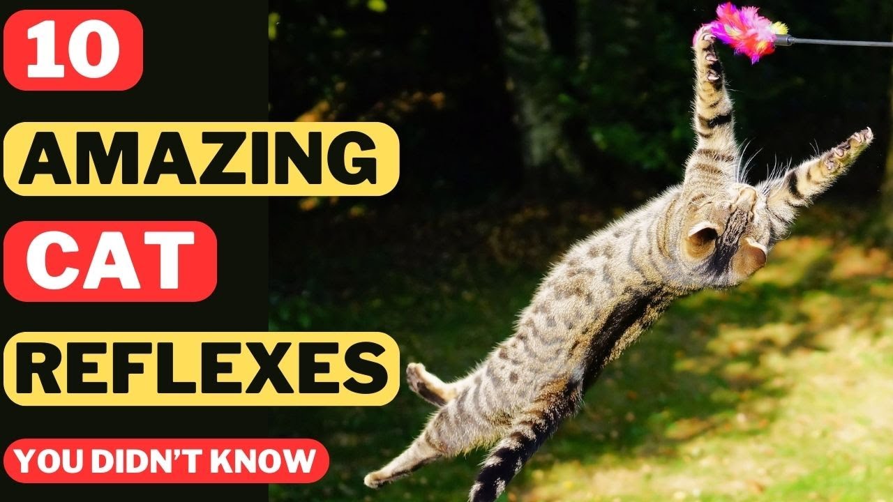 10 Mind-Blowing Facts About Cat Reflexes You Didn't Know [] - YouTube