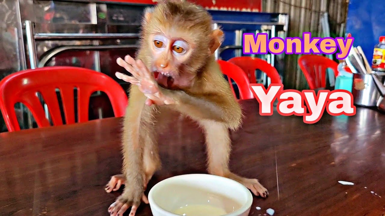God, from time to time the milk is so delicious.Monkey Baby Yaya Cute ...