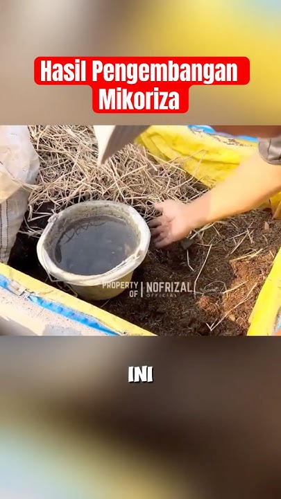 Cara Praktis Aplikasi Mikoriza ke Tanaman! - YouTube