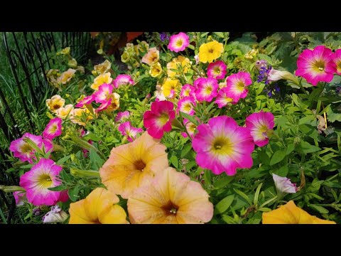 Planting Supertunia DAYBREAK CHARM & Supertunia HONEY combo! plus ...