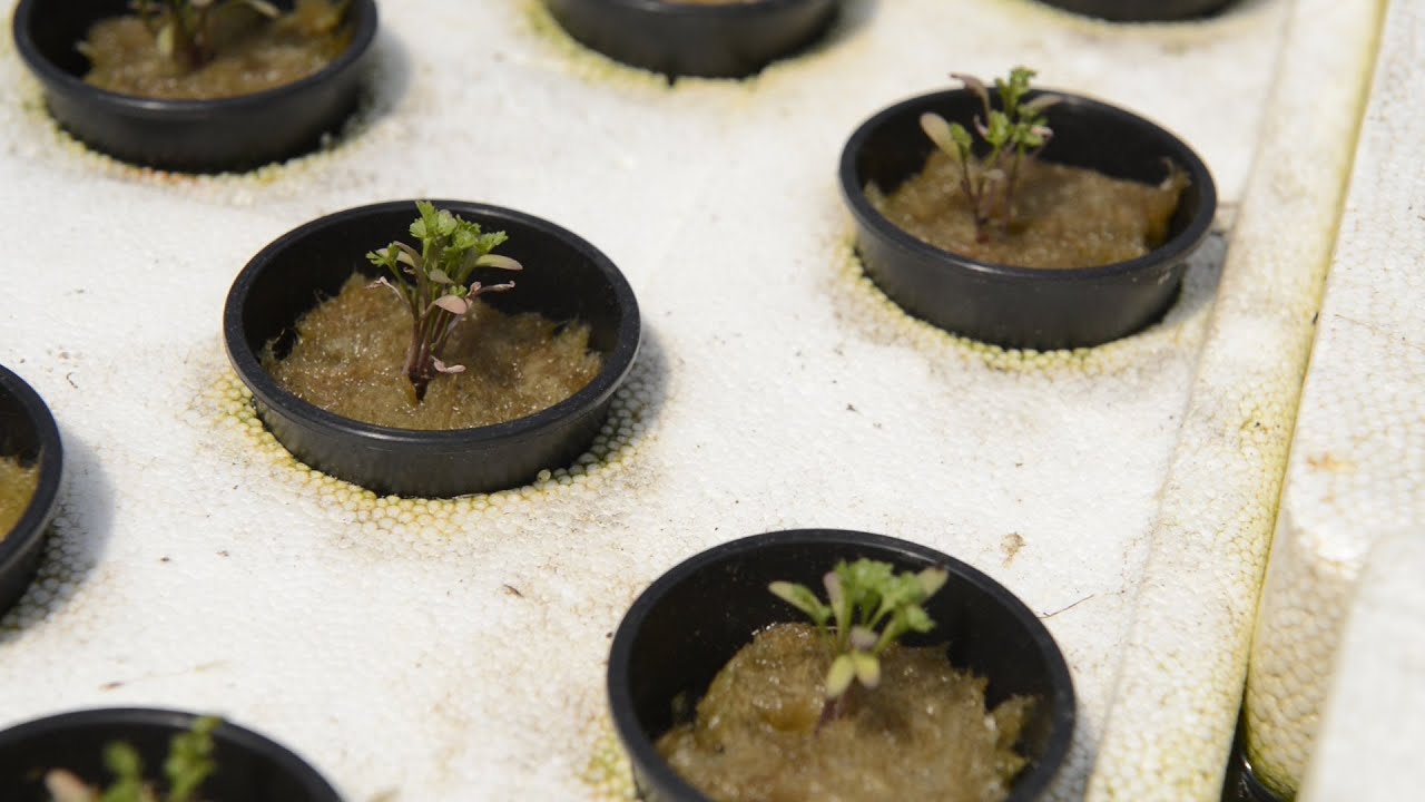 Center for a Livable Future Aquaponics Project - YouTube