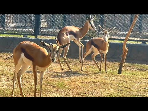 Springbok Impala Grazing and Relaxing in Sunshine | Springbok Impala ...