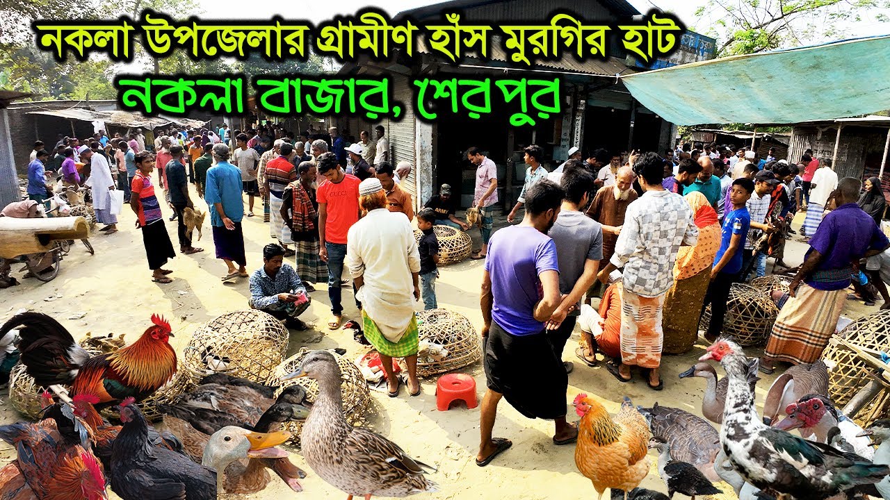 জমজমাট আজকের হাঁস মুরগির গ্রামীণ হাট। Local Duck Chicken Market ...