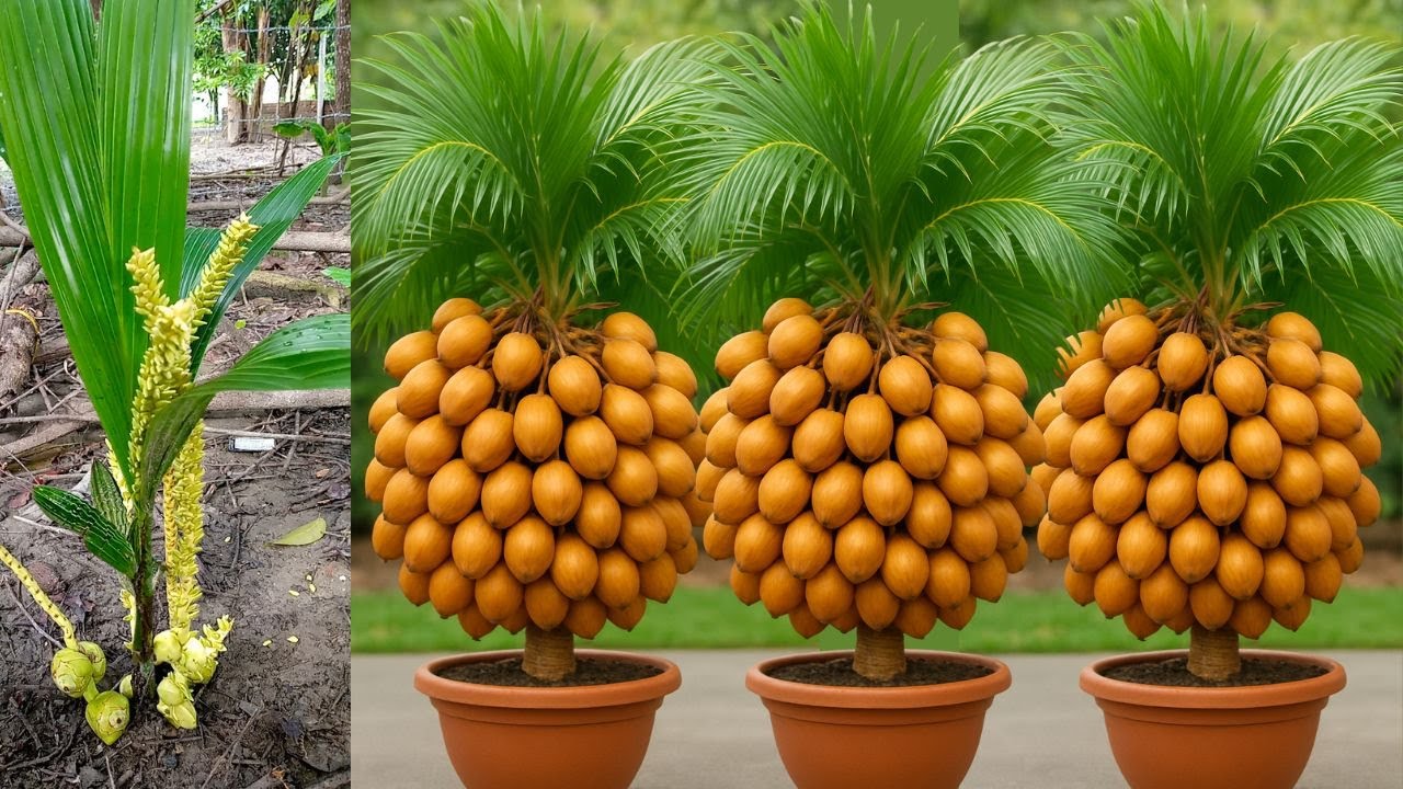 🌿How to propagate coconut tree from coconut branch | How to grow ...