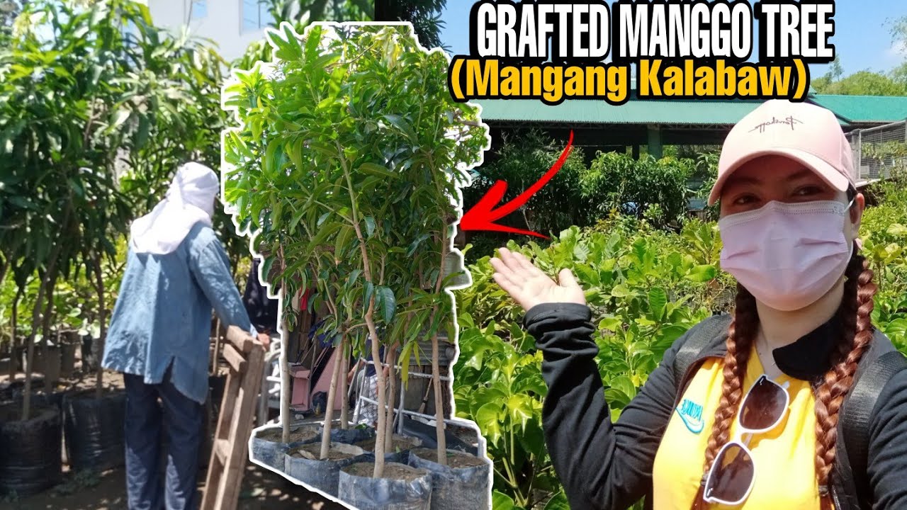 BUMILI KAMI NG GRAFTED MANGO TREE | Tatanim ni Tatay sa Bukid. - YouTube