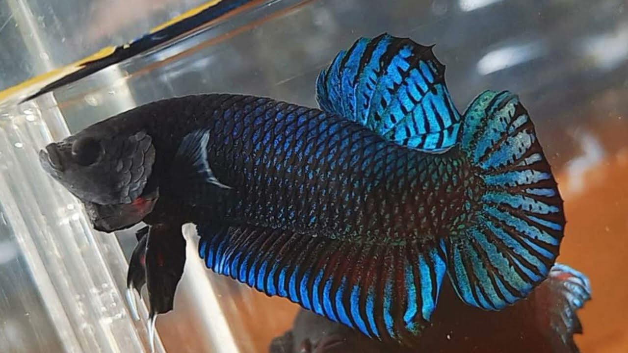 5 IKAN CUPANG ADU TERBAIK DI DUNIA !! ( ada dari Indonesia loh ) - YouTube