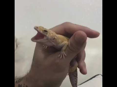Real gecko crying - YouTube